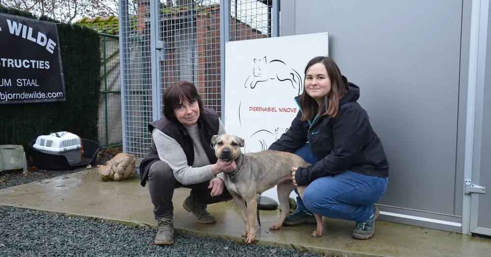 Dierenasiel Ninove Vzw - Refuge pour chiens en Belgique