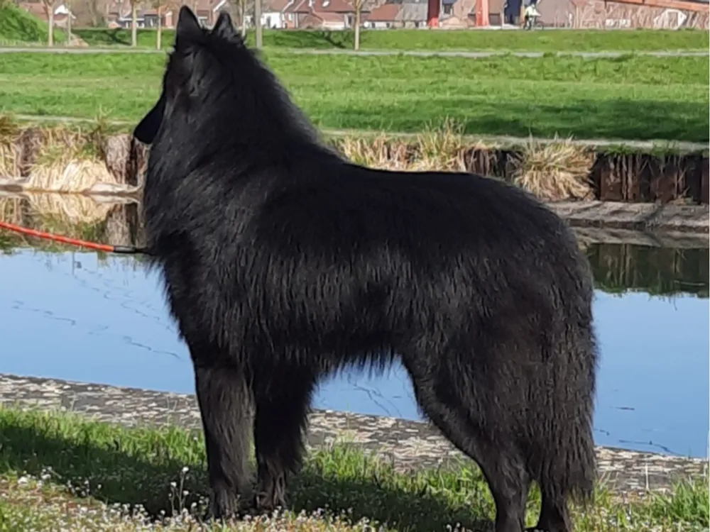 Saillie Berger Belge Groenendael disponible | Hainaut | Belgique