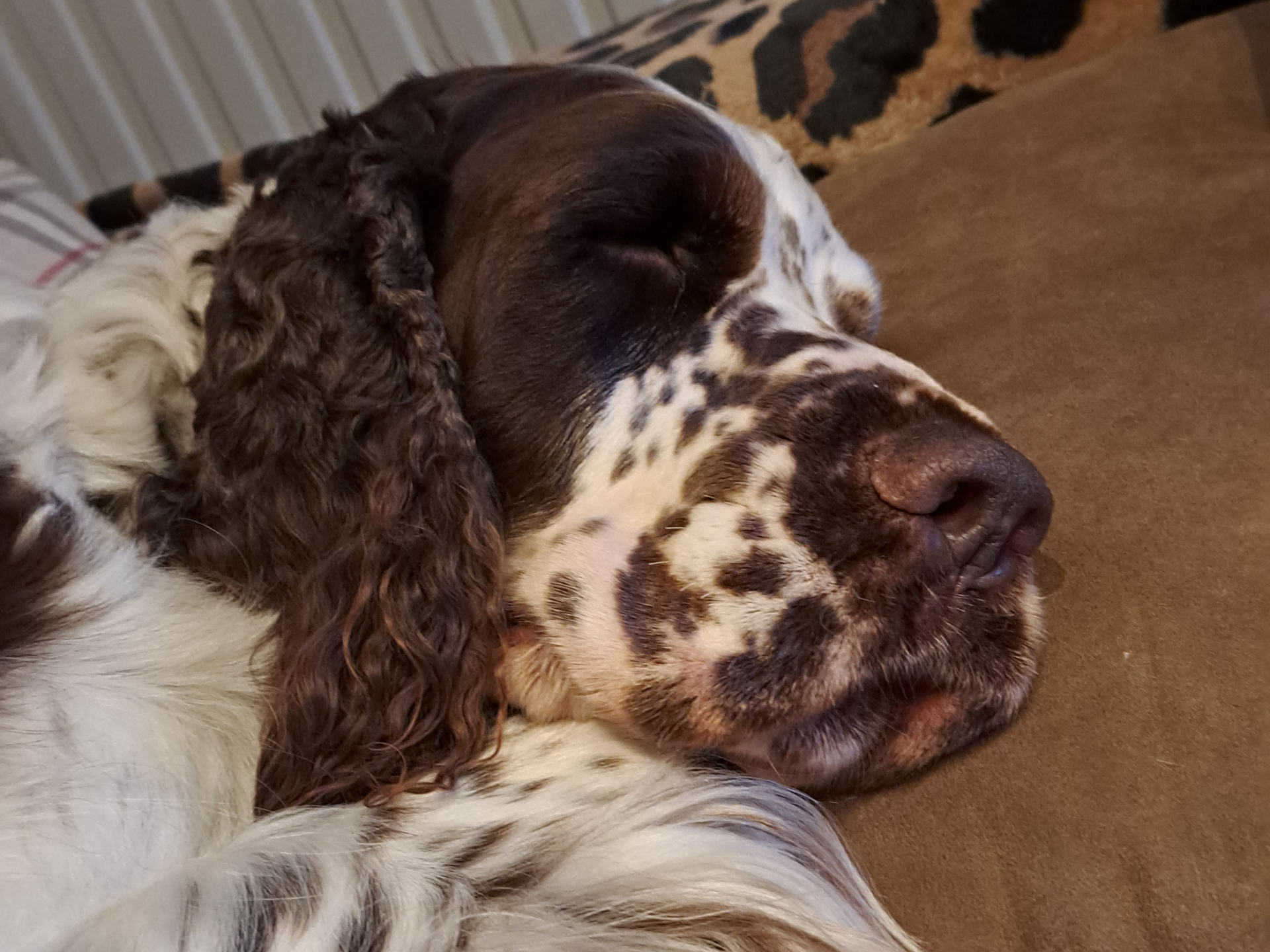 Saillie Springer Spaniel Anglais disponible | Braband flamand | Belgique