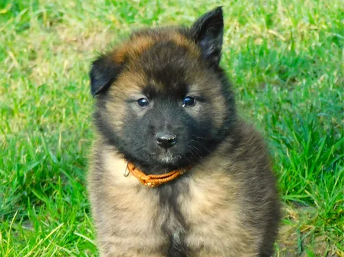 Belgische Herdershond Groenendaeler Pups te Koop | Betrouwbare Fokkers