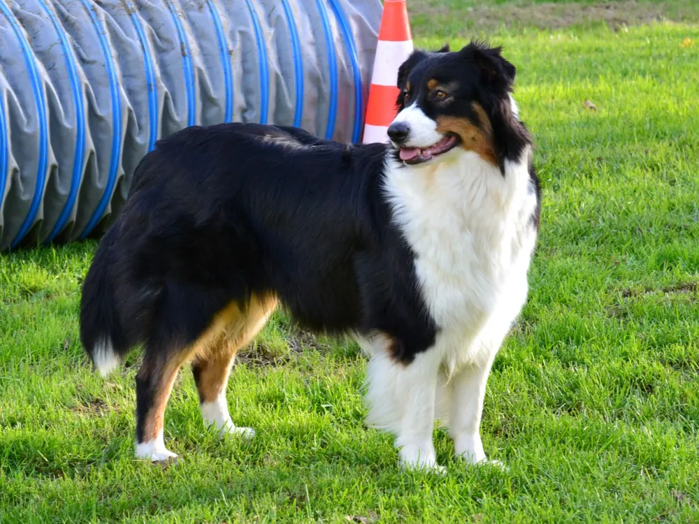 Saillie Berger Australien disponible | Champagne-Ardenne | France