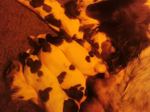 Engelse Springer Spaniel Pups te Koop | Betrouwbare Fokkers