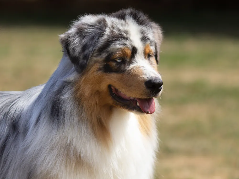 Saillie Berger Australien disponible | Provence-Alpes-Cote D'Azur | France