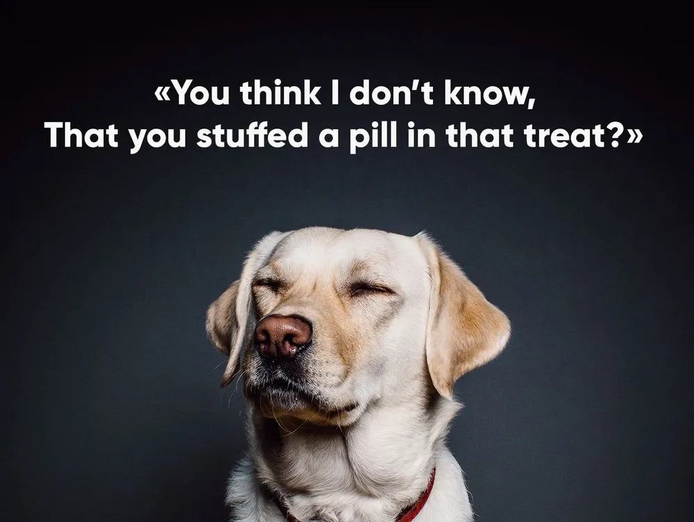 Een pilletje geven aan je hond? Zo doe je het! | Tipaw