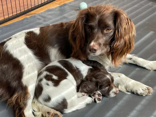 Engelse Springer Spaniel Pups te Koop | Betrouwbare Fokkers