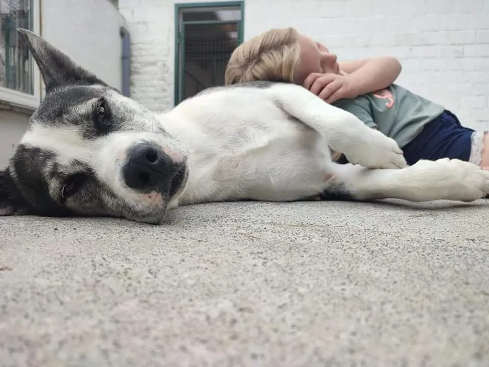 SPA Peruwelz - Refuge pour chiens en Belgique