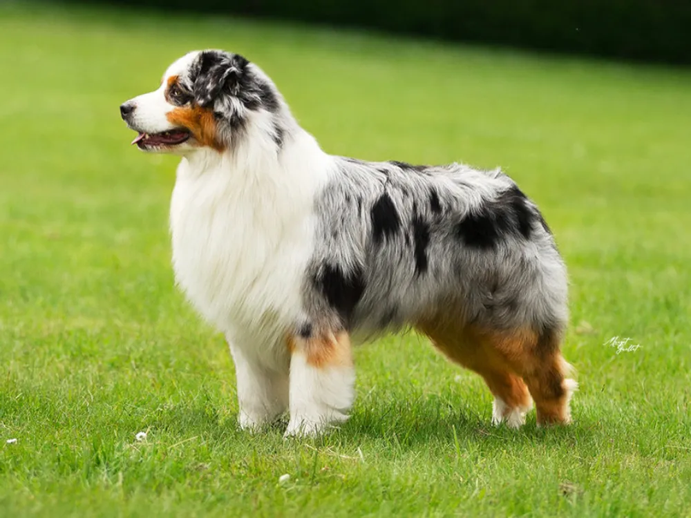 Saillie Berger Australien disponible | Provence-Alpes-Cote D'Azur | France