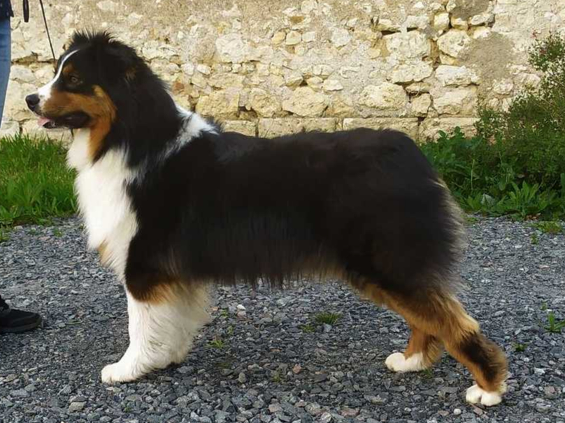 Saillie Berger Australien disponible | Centre | France