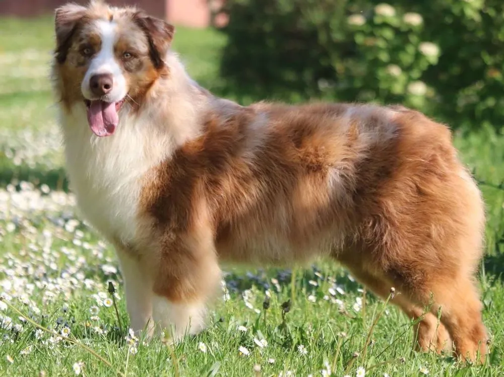 Saillie Berger Australien disponible | Provence-Alpes-Cote D'Azur | France