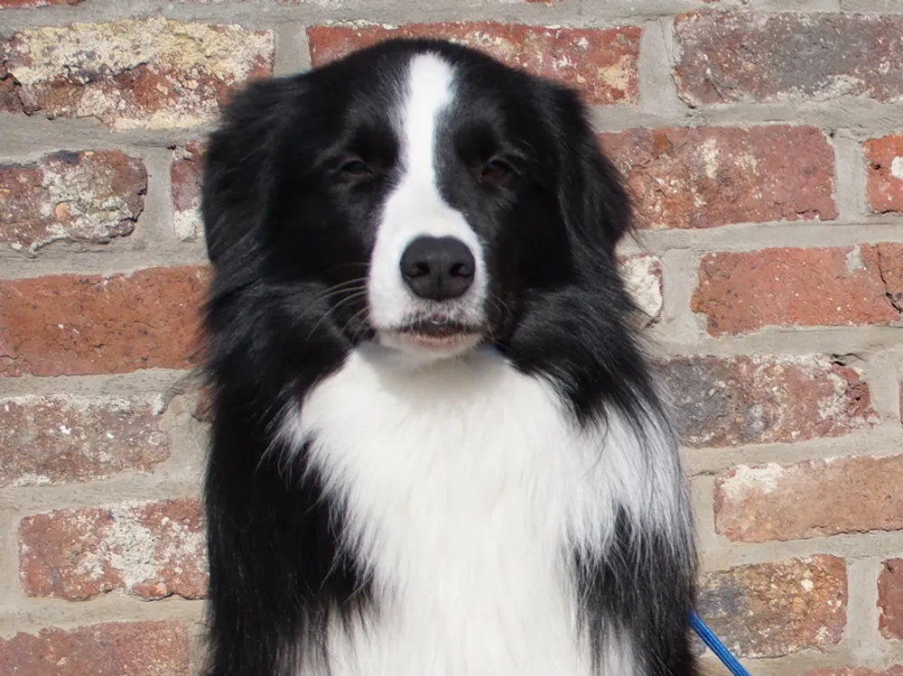 Dekreu Border Collie aangeboden | Limburg | België