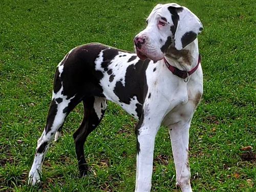 Deense Dog Pups te Koop | Betrouwbare Fokkers